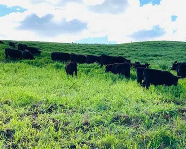 Yajambee Farms – 100% Grass-Fed Beef